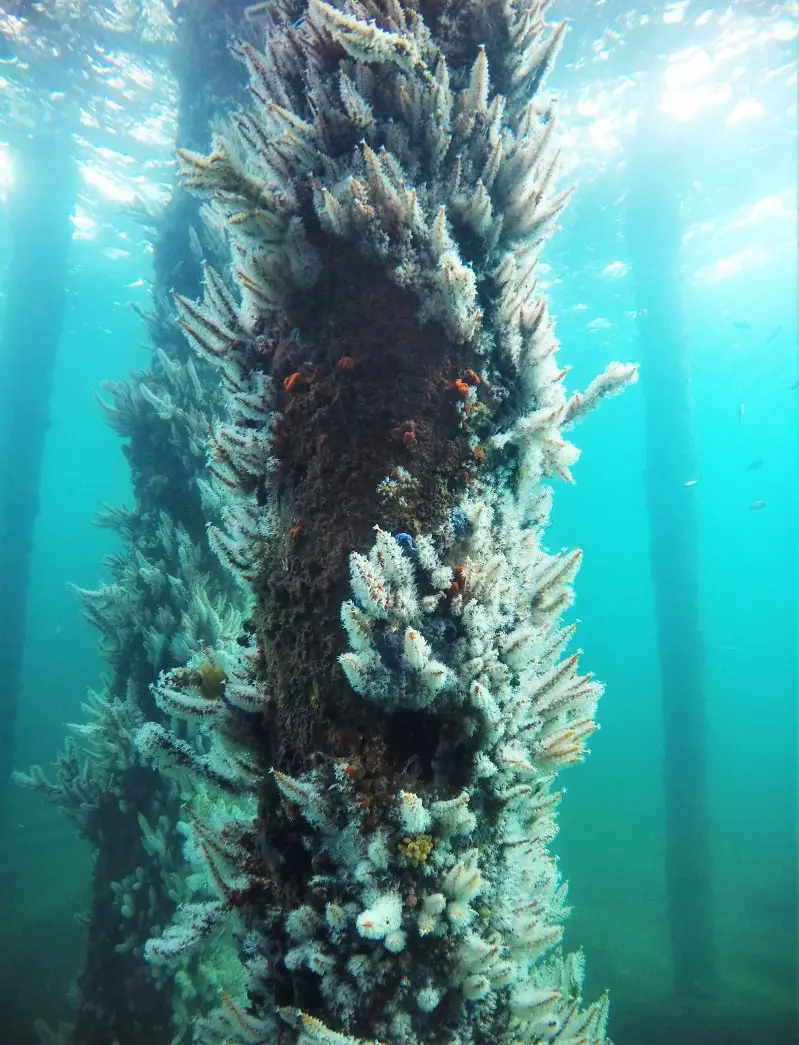 Best Things to Do in Busselton for a Fantastic Holiday - Dreaming of ...